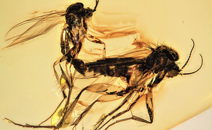 Boganmeldelse: Rav - Et vindue til fortiden - Naturmagasinet NaturGuide.dk