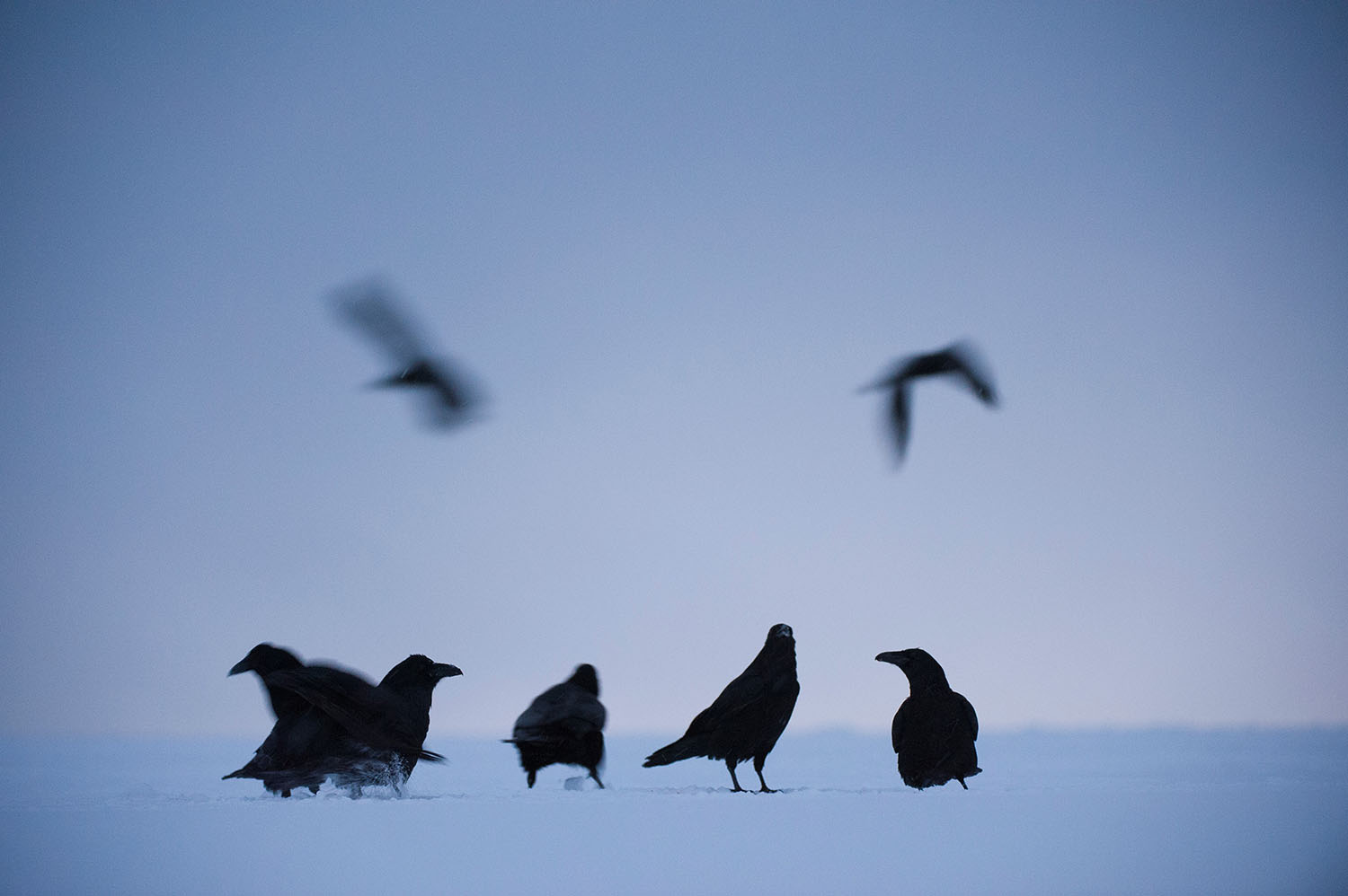 Boganmeldelse: Nordens kloge kragefugle - Naturmagasinet NaturGuide.dk