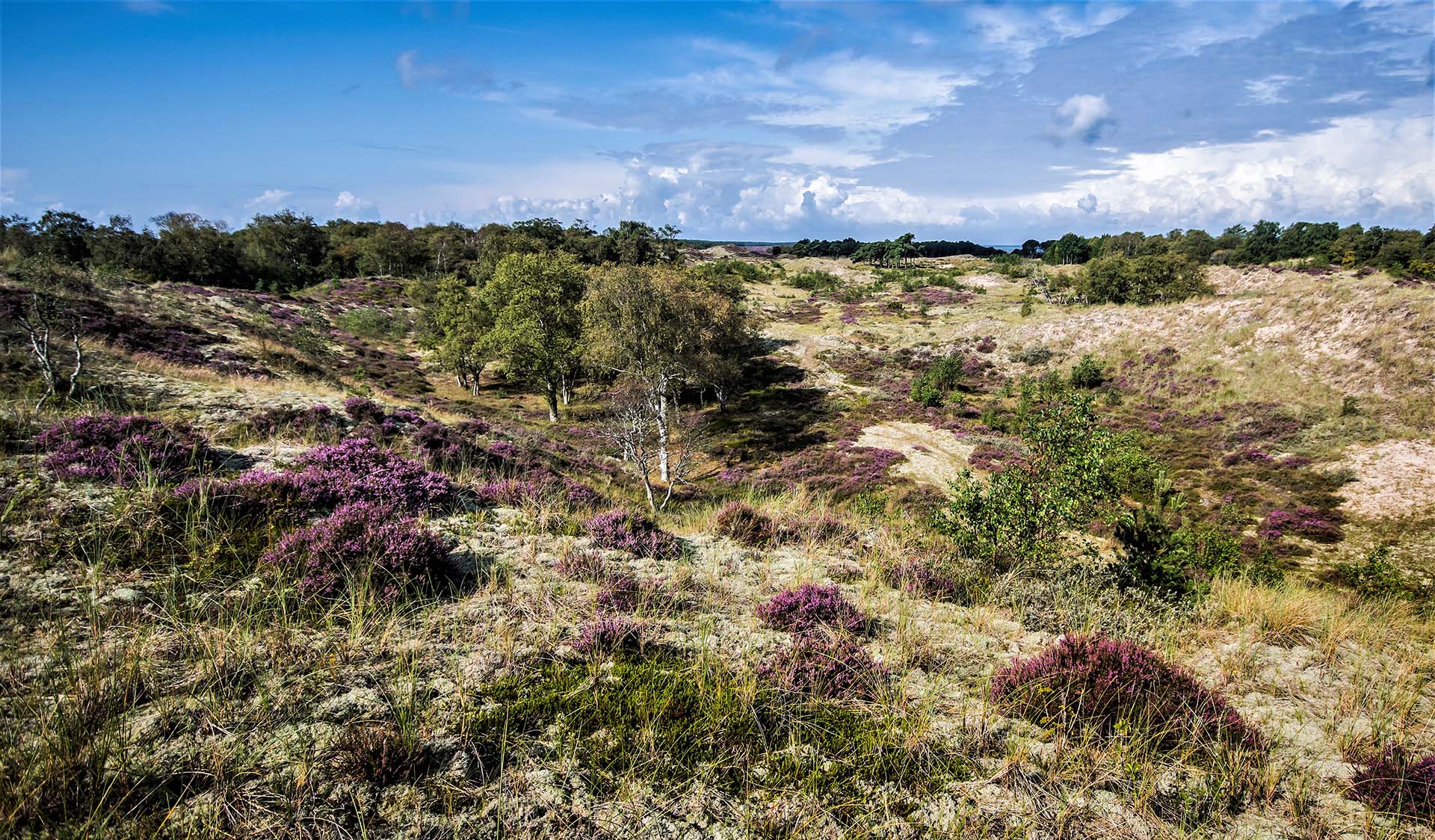 Boganmeldelse: Naturnationalparker og de store dyrs genkomst - Naturmagasinet NaturGuide.dk