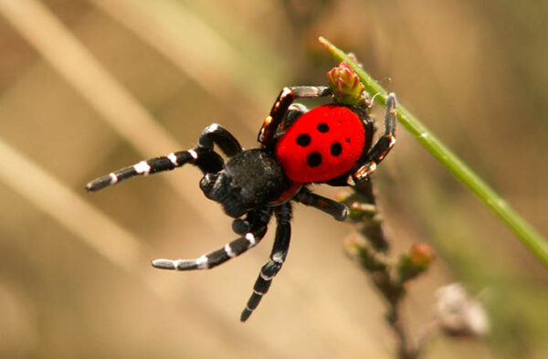 10 ting du ikke vidste om edderkopper! - Naturmagasinet NaturGuide.dk