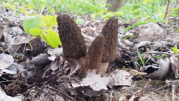 De eftertragtede morkler! - Naturmagasinet NaturGuide.dk