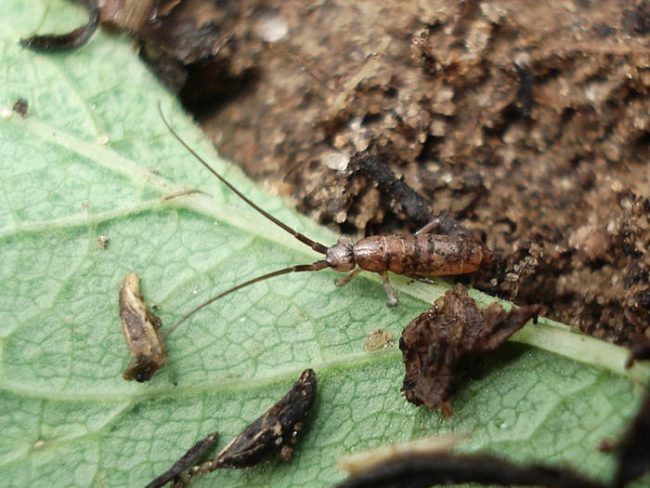 Spiral-langhornspringhalen, der laver saltomortaler! - Naturmagasinet ...