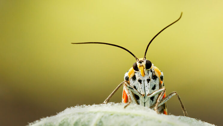 Ugens art: Pragtbjørn - Naturmagasinet NaturGuide.dk