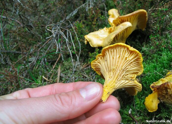 Kan du kende kantareller? - Naturmagasinet NaturGuide.dk