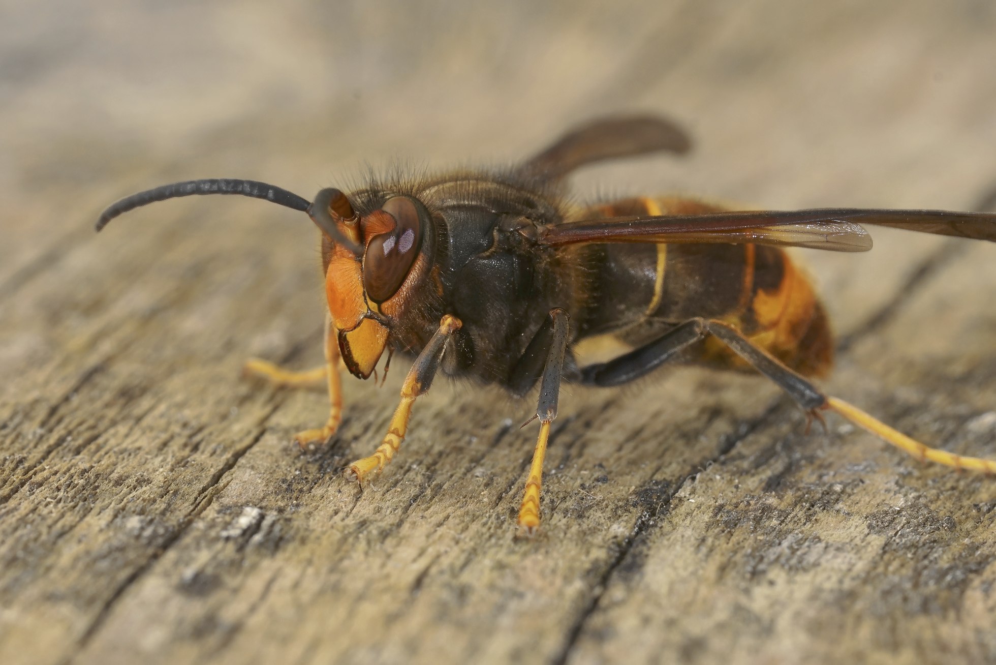 Asiatisk gulbenet gedehams er kommet til Danmark - Naturmagasinet ...