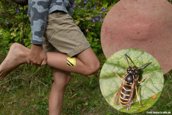 Bee-patch-plaster mod hvepsestik - Naturmagasinet NaturGuide.dk