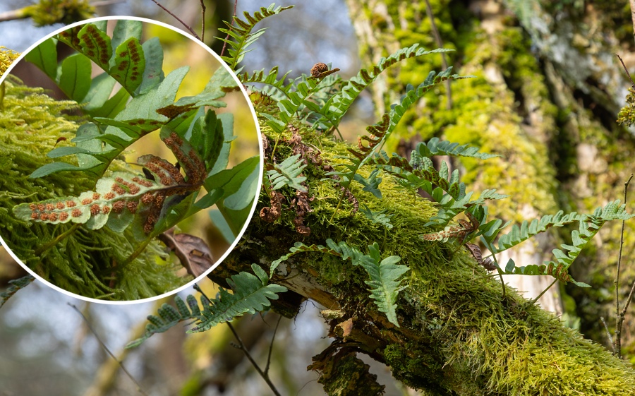 Bag om bregnerne - Naturmagasinet NaturGuide.dk