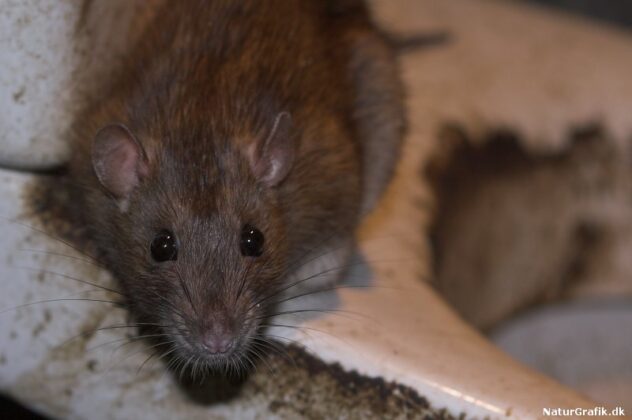 Hvilken lort? - Naturmagasinet NaturGuide.dk