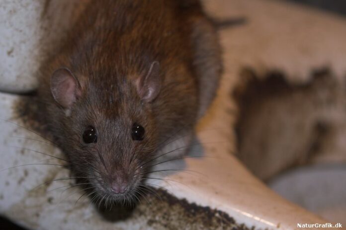 Hvilken lort? - Naturmagasinet NaturGuide.dk