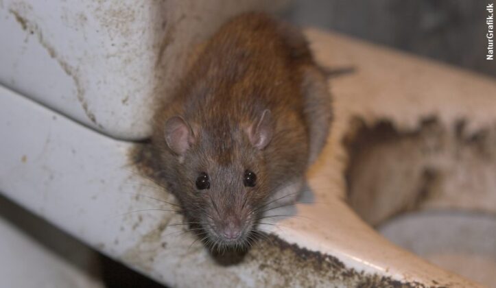 Rotten - Naturmagasinet NaturGuide.dk