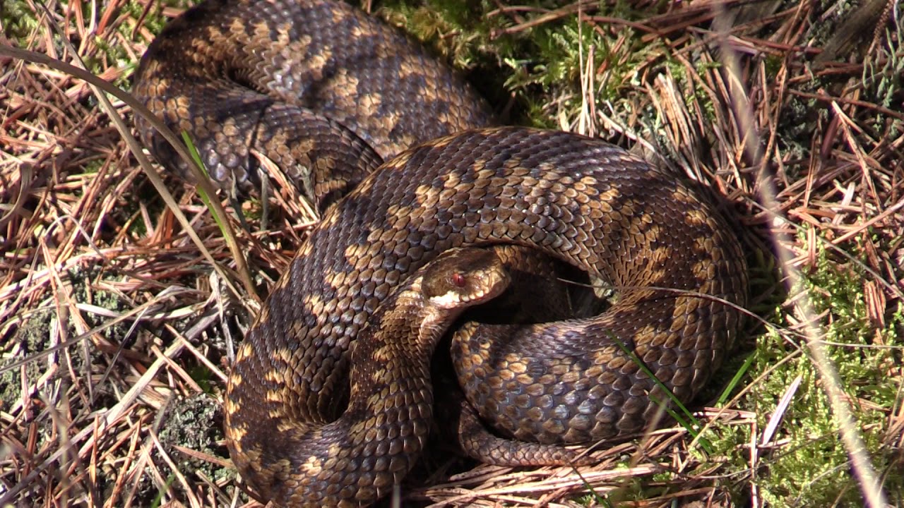 Hugormen opleves bedst om foråret - NaturGuide.dk - natur og friluftsliv