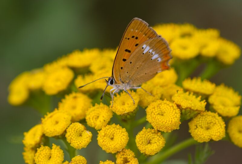 Rejnfan - den udødelige urt - Naturmagasinet NaturGuide.dk