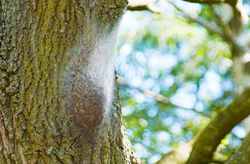 Giftige Ege-processionsspinder-larver fundet på Fyn - Naturmagasinet ...