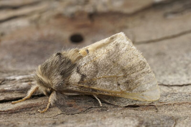 Giftige Ege-processionsspinder-larver fundet på Fyn - Naturmagasinet ...