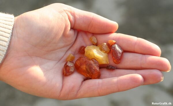 Lær at finde rav - Naturmagasinet NaturGuide.dk