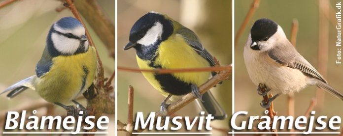 Guide til fuglene og fodring ved foderbrættet - Naturmagasinet ...