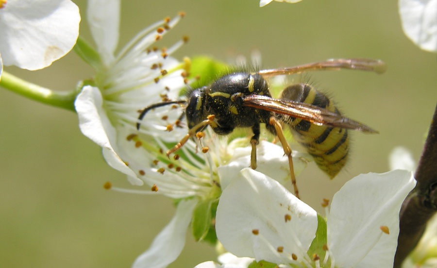 Sådan lokker du hvepsene væk - Naturmagasinet NaturGuide.dk