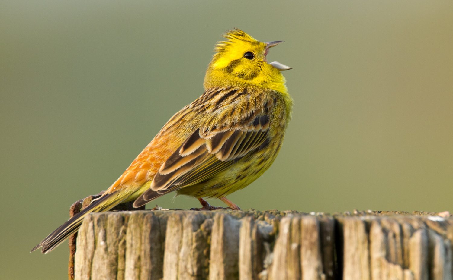 Danmarks fugleliv. - Naturmagasinet NaturGuide.dk