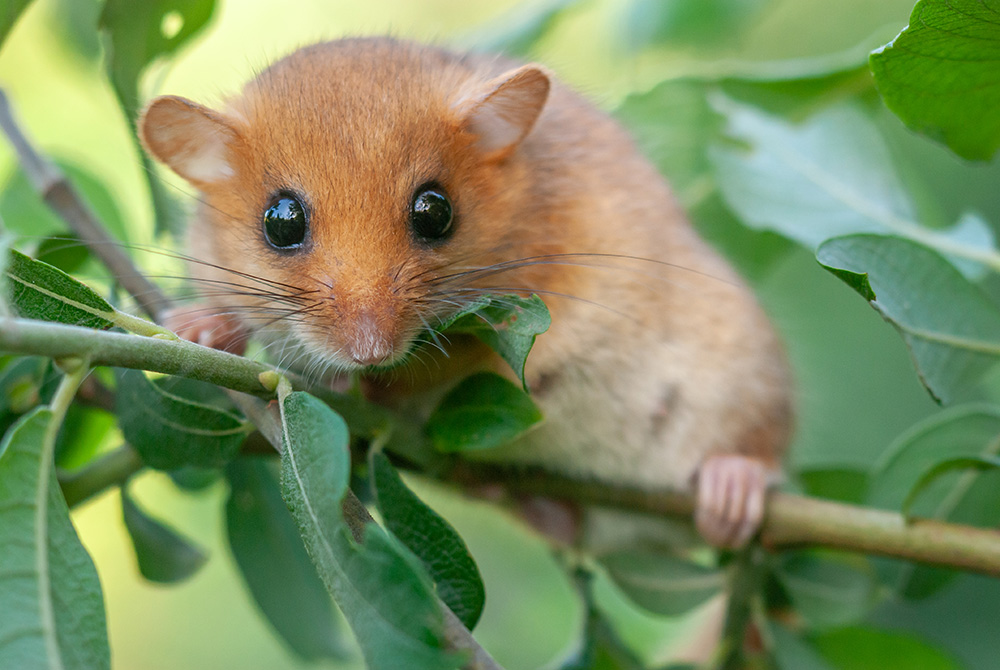 Danmarks syvsover - hasselmusen, er genfundet i Jylland ...