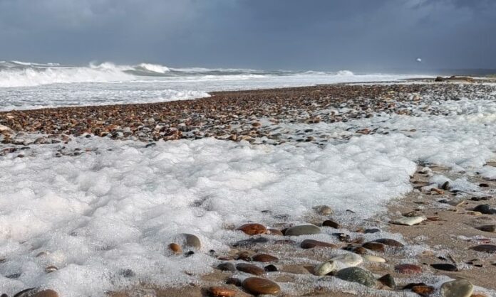 Havskum kan indeholde meget høje niveauer af PFAS - Naturmagasinet NaturGuide.dk