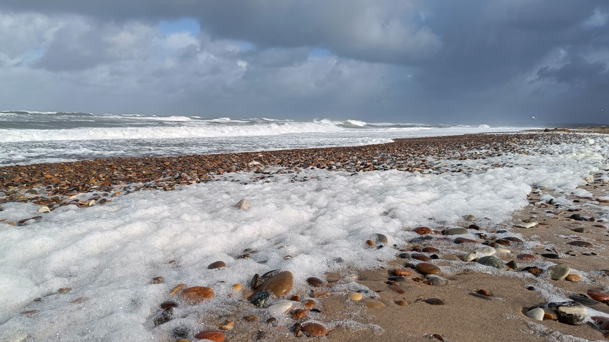 Havskum kan indeholde meget høje niveauer af PFAS - Naturmagasinet NaturGuide.dk