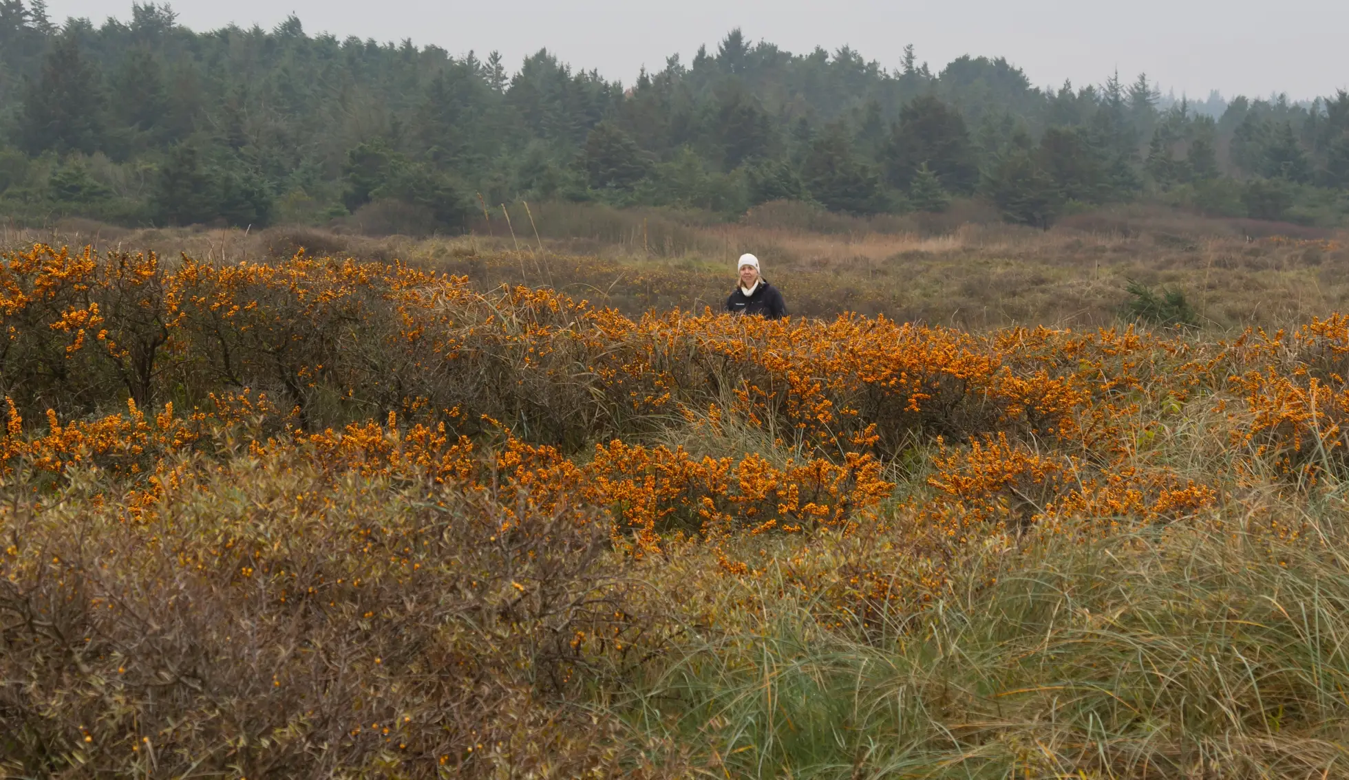 Havtorn – sibirisk ananas og Nordens citron! - Naturmagasinet NaturGuide.dk