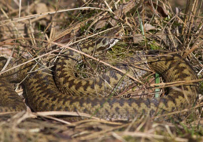 Værd at vide om hugormebid - Naturmagasinet NaturGuide.dk
