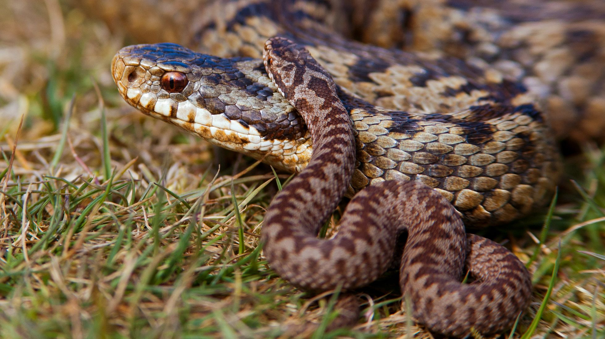 Er hugormens unger giftigere og mere farlig? - Naturmagasinet NaturGuide.dk