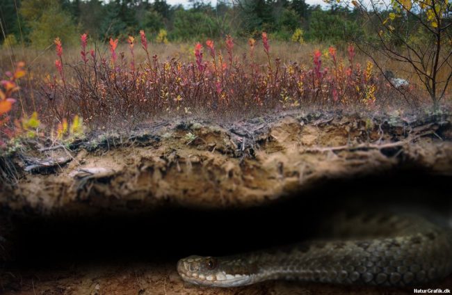 Hugormen sover med åbne øjne hele vinteren. - Naturmagasinet NaturGuide.dk