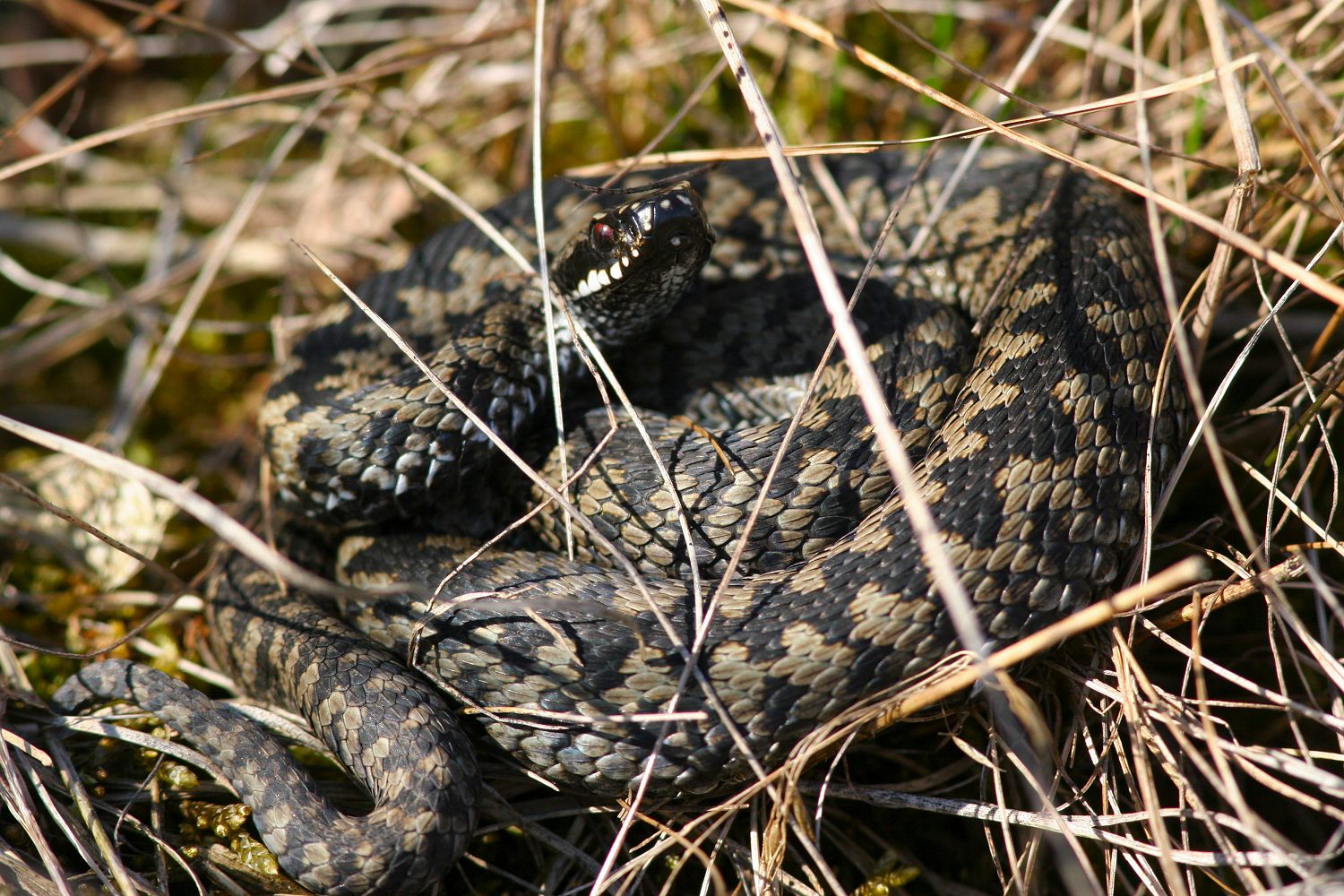 Årets første hugorm fremme i rekordmildt januarvejr - Naturmagasinet ...