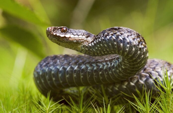 Værd at vide om hugormebid - Naturmagasinet NaturGuide.dk