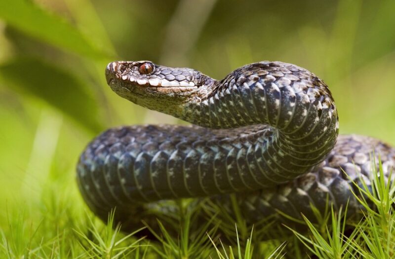 Værd at vide om hugormebid - Naturmagasinet NaturGuide.dk