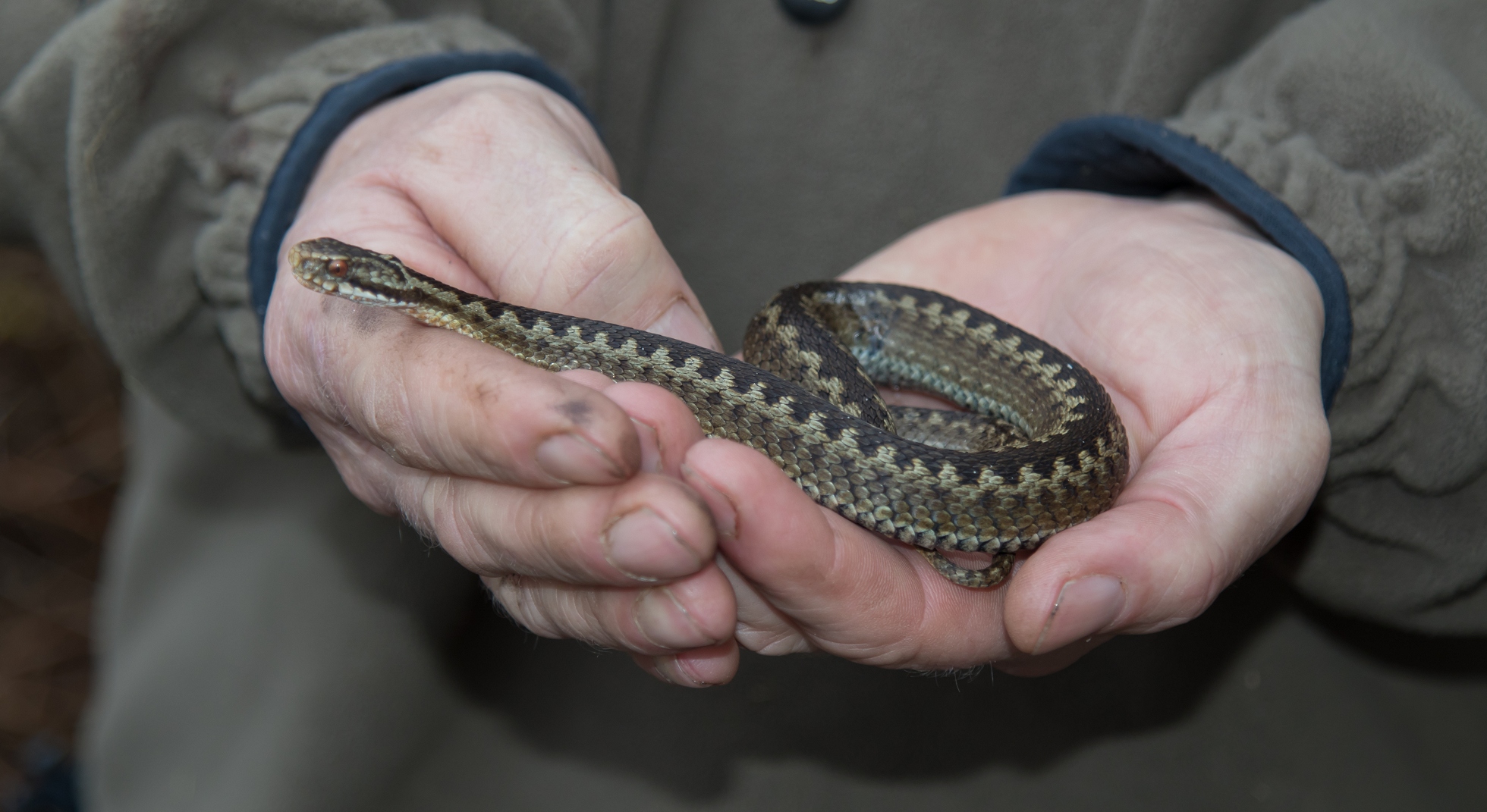 Hav-hugorm i december - Naturmagasinet NaturGuide.dk