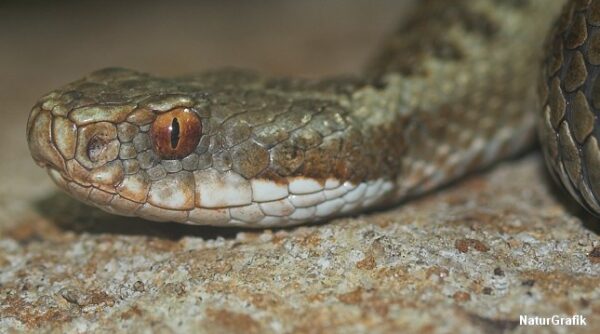 Hugormen - Danmarks giftslange. - Naturmagasinet NaturGuide.dk