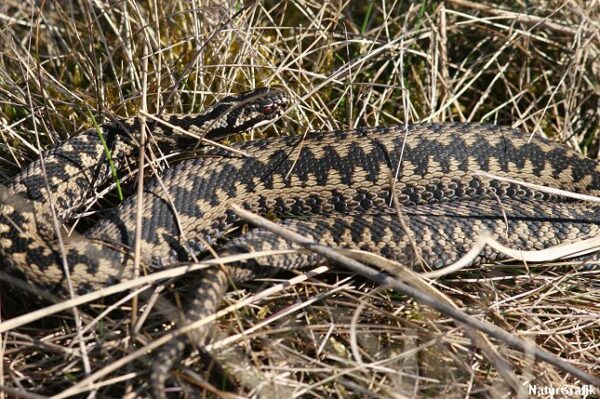 Hugormen - Danmarks giftslange. - Naturmagasinet NaturGuide.dk