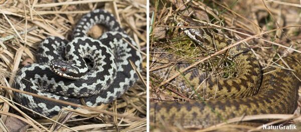 Hugormen - Danmarks giftslange. - Naturmagasinet NaturGuide.dk