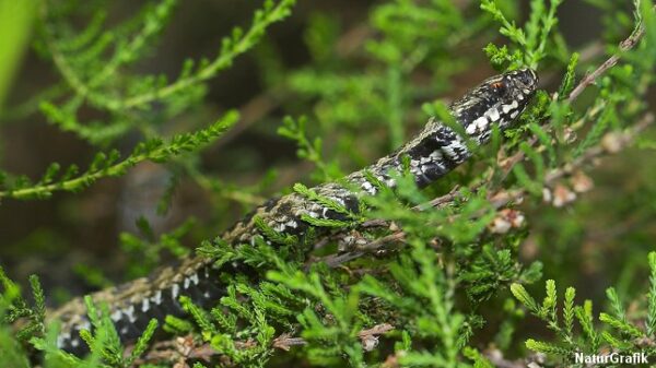 Hugormen - Danmarks giftslange. - Naturmagasinet NaturGuide.dk