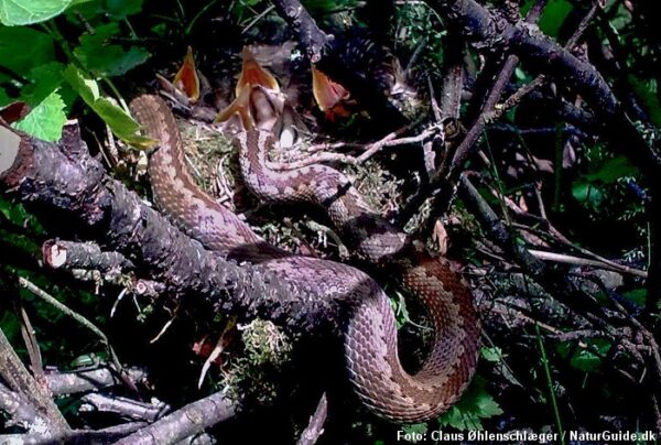 Hugorm på rederov - Naturmagasinet NaturGuide.dk