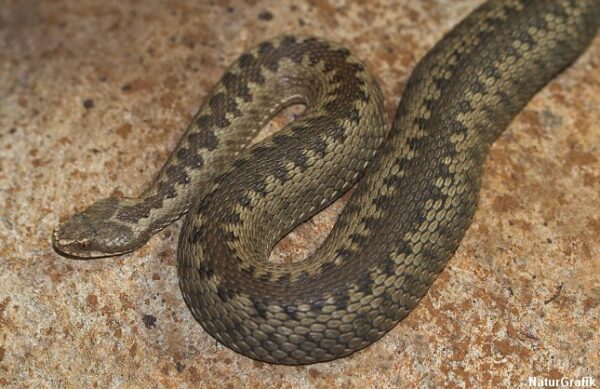Hugormen - Danmarks giftslange. - Naturmagasinet NaturGuide.dk