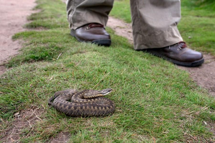 Værd at vide om hugormebid - Naturmagasinet NaturGuide.dk
