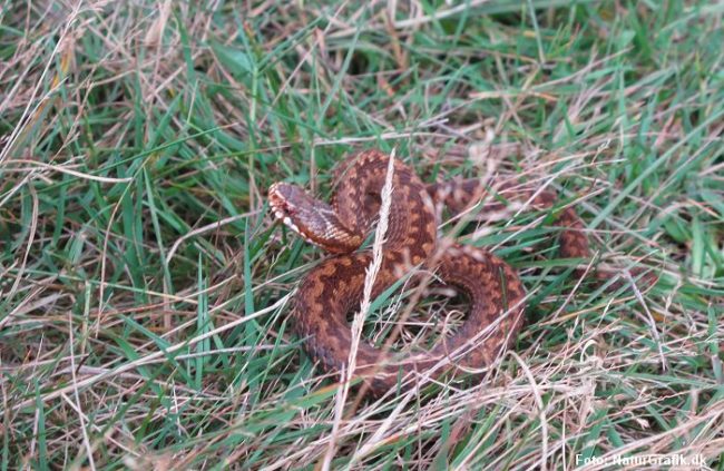 Er hugormens unger giftigere og mere farlig? - Naturmagasinet NaturGuide.dk