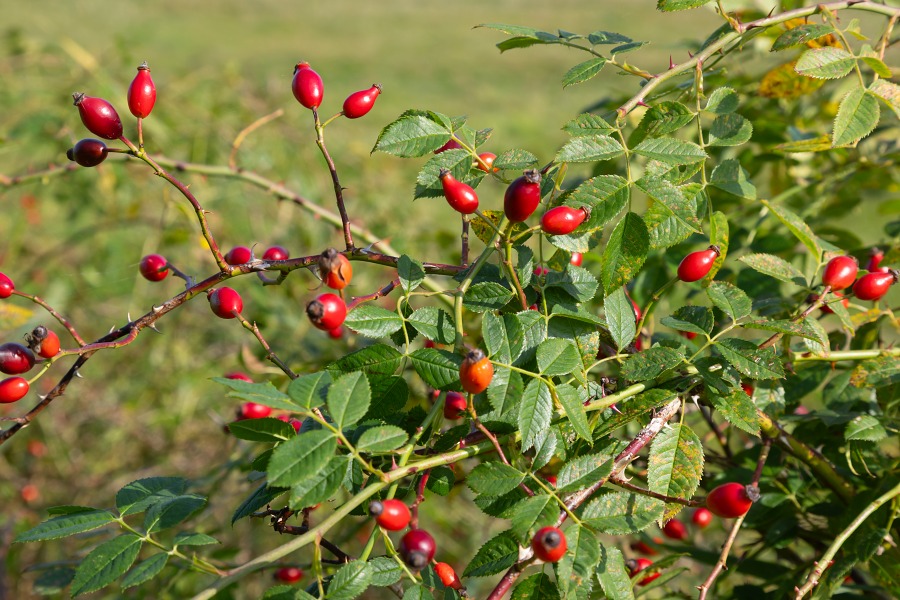 Lav en god, nem kryddersnaps på hunderosens røde hyben - Naturmagasinet ...