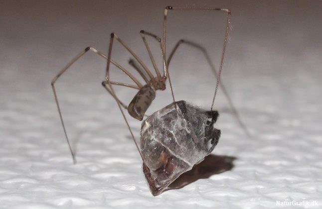 Hjælp fra edderkoppedræberen! - Naturmagasinet NaturGuide.dk