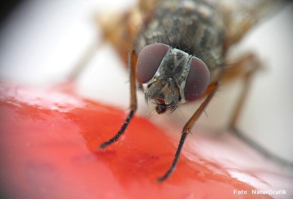 Fluernes verden - Naturmagasinet NaturGuide.dk