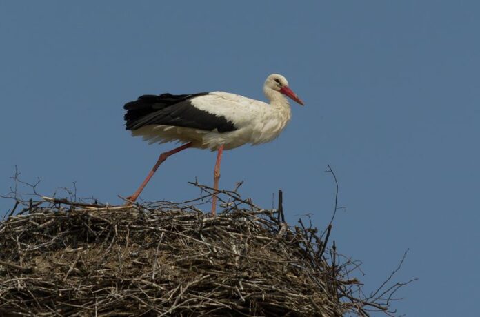Godt yngleår for storke i Danmark - Naturmagasinet NaturGuide.dk