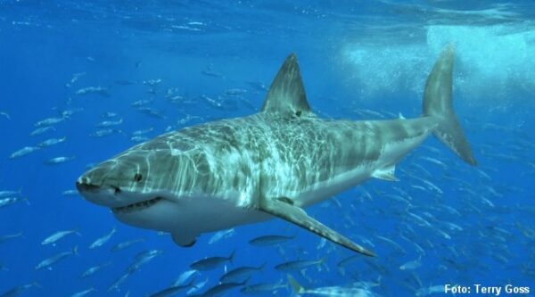 Hajer i danske farvande - Naturmagasinet NaturGuide.dk