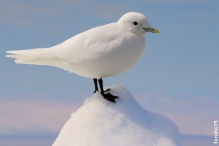 Hurtigt flyvende, sjælden ismåge på besøg - Naturmagasinet NaturGuide.dk