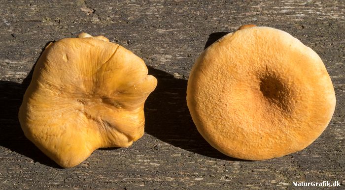 Kan du kende kantareller? - Naturmagasinet NaturGuide.dk