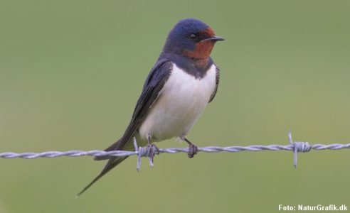 Svalerne reducerer det danske sommerland for milliarder af fluer og myg ...