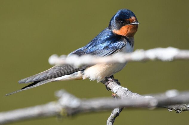 Sene svaler i det sene efterår - Naturmagasinet NaturGuide.dk